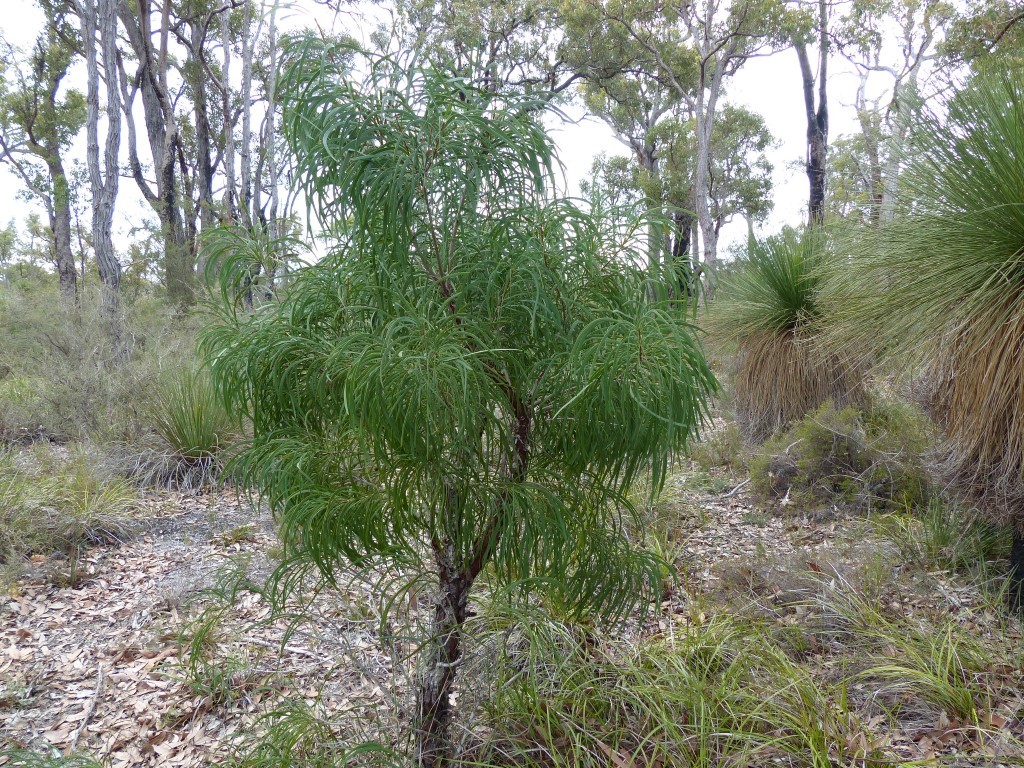 What’s in a name? Snottygobble - Bibbulmun Track Foundation